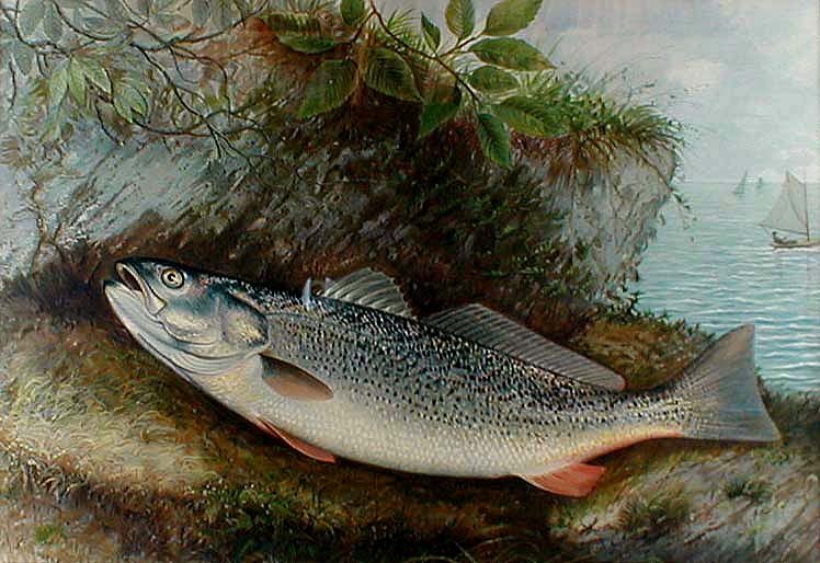 Weakfish by S.A. Kilbourne | Annex Galleries Fine Prints