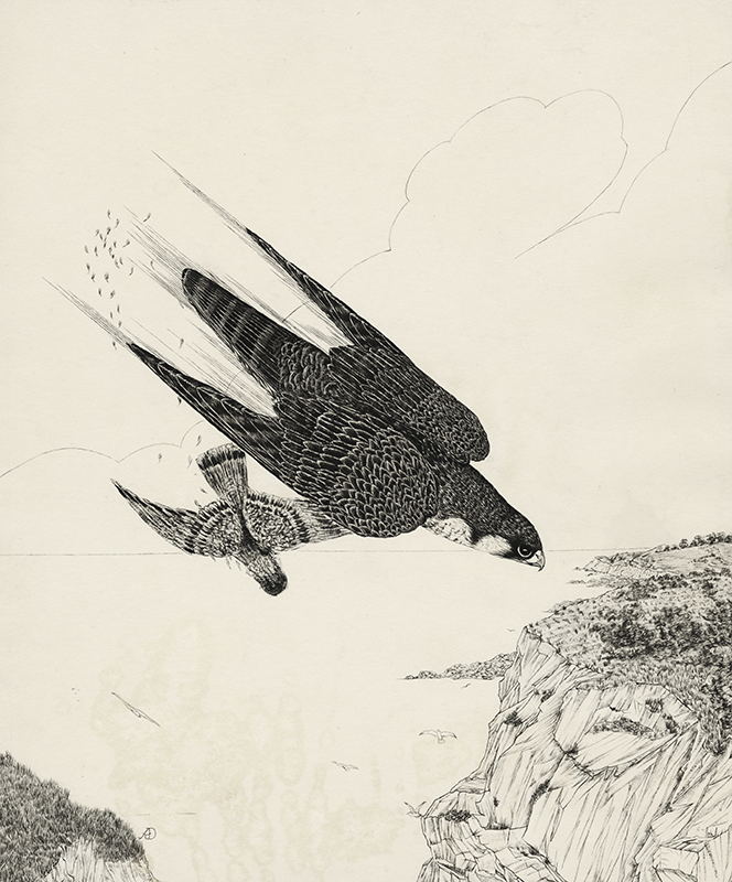 The Stoop (Peregrine Falcon, hitting Rock Dove, Solway Cliffs) by ...