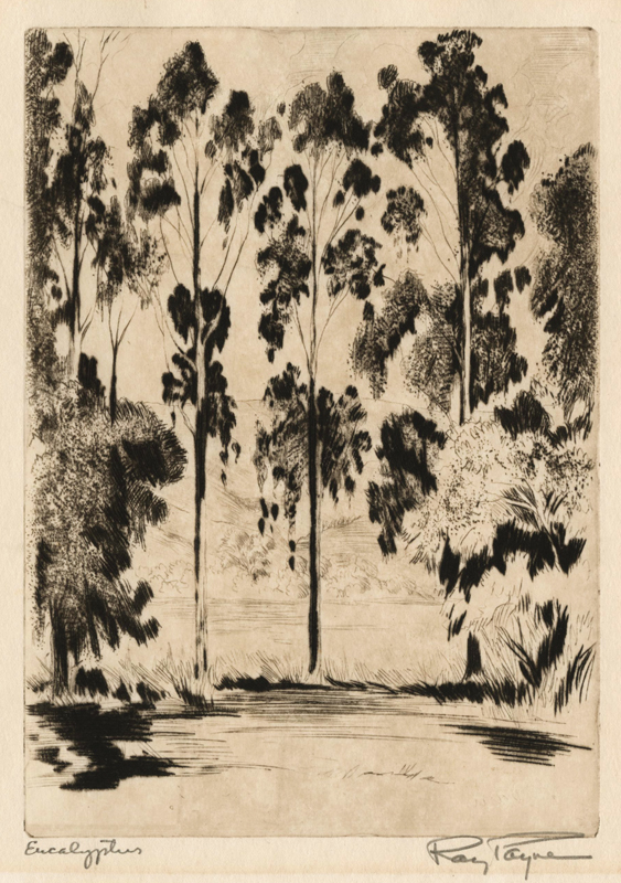 Eucalyptus by Raymond Payne | Annex Galleries Fine Prints