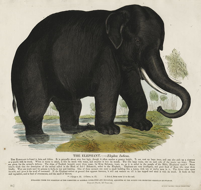 The Elephant. - Elephas Indicus. - from Plates Illustrative of Natural ...