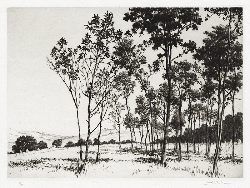 The Saplings by Samuel V. Chamberlain | Annex Galleries Fine Prints