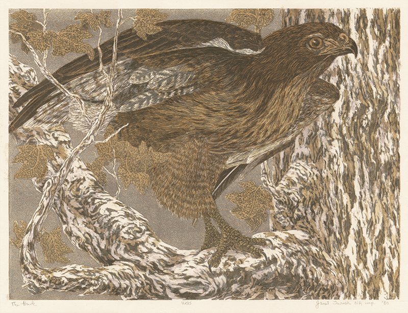 The Hawk by Janet Turner | Annex Galleries Fine Prints