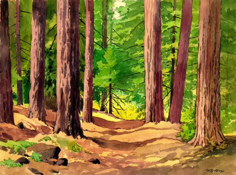 Cedars Dimond O. Camp by William Seltzer Rice | Annex Galleries Fine Prints